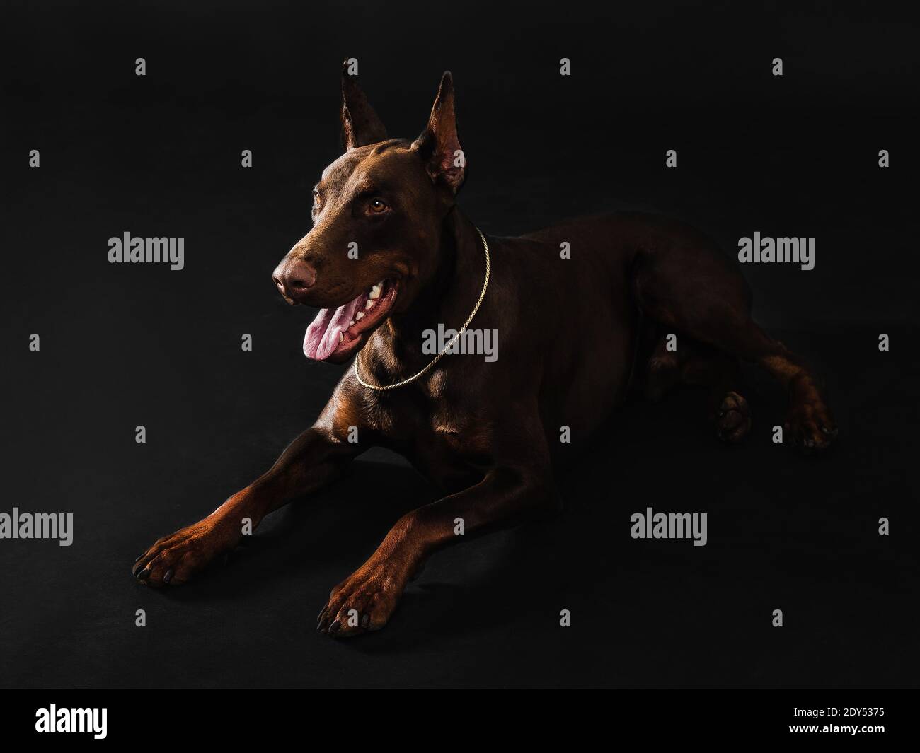 Chocolate doberman Banque de photographies et d’images à haute ...