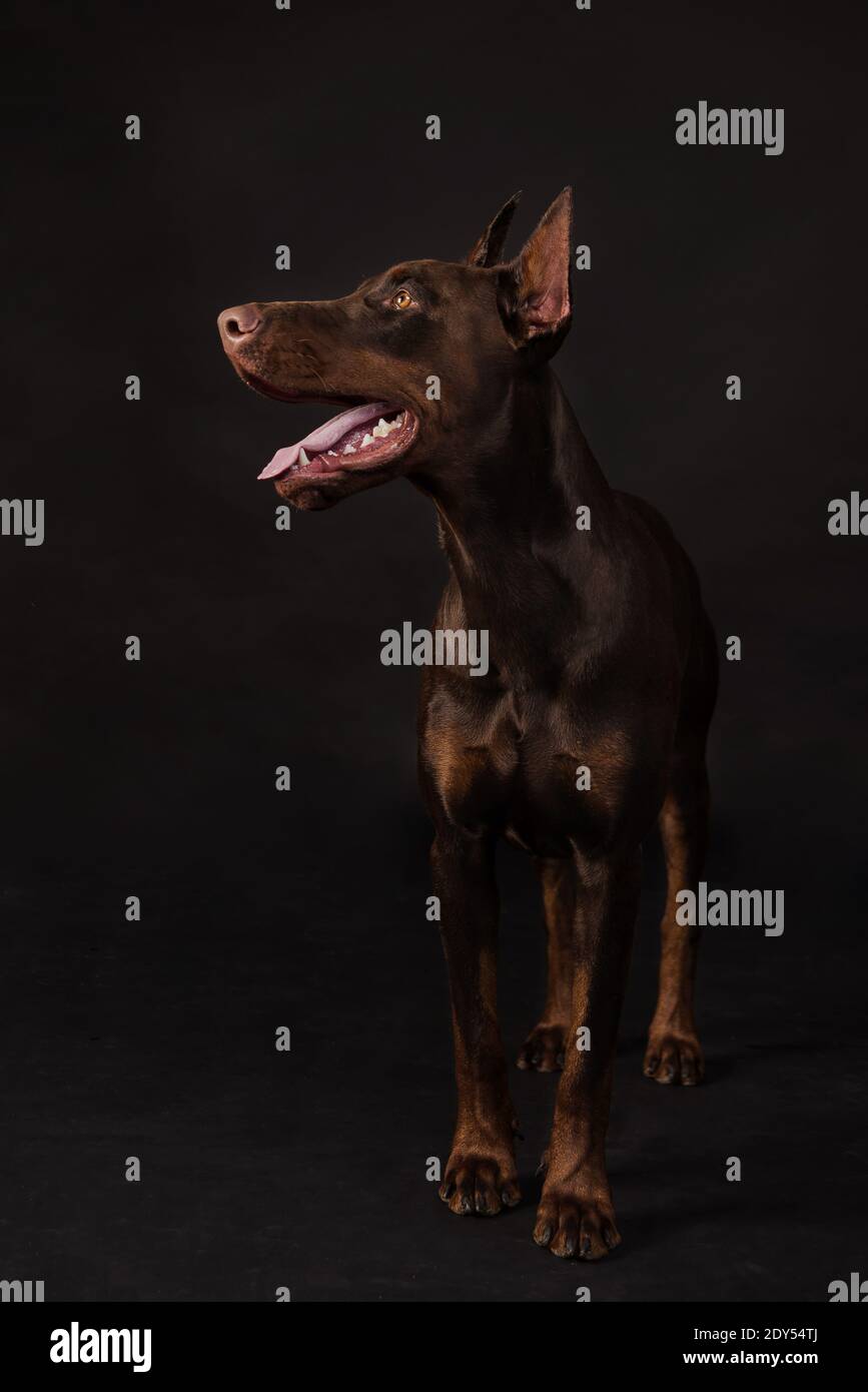 Chocolate doberman Banque de photographies et d’images à haute ...