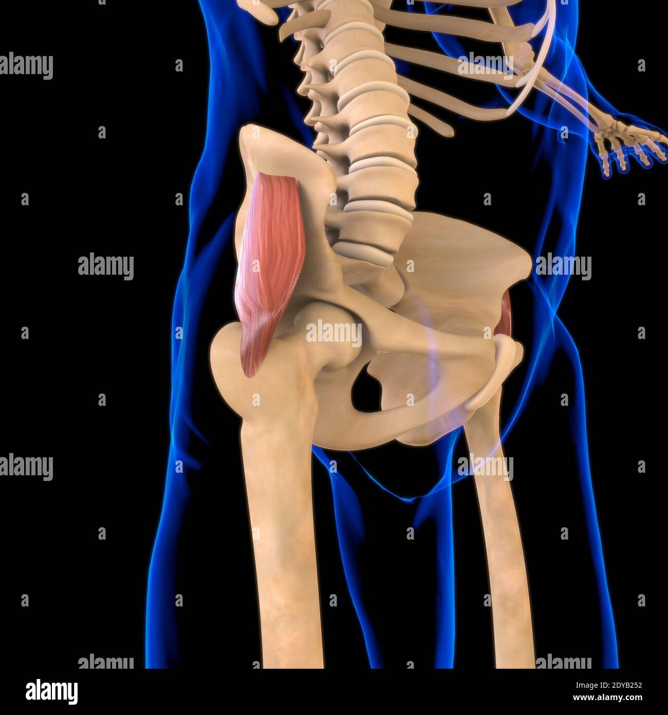 3D Illustration, le muscle est un tissu mou, les cellules musculaires ...