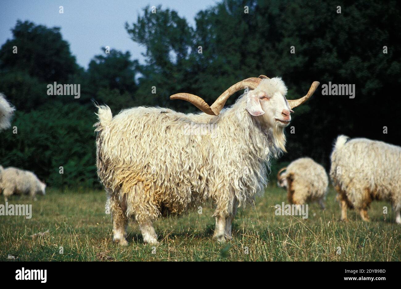 Race produisant de la laine de mohair Banque de photographies et d ...