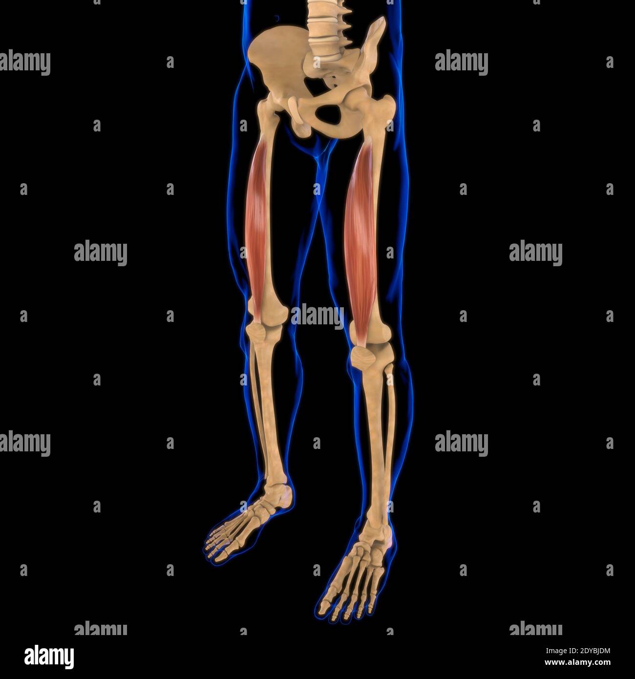 3D Illustration, le muscle est un tissu mou, les cellules musculaires ...