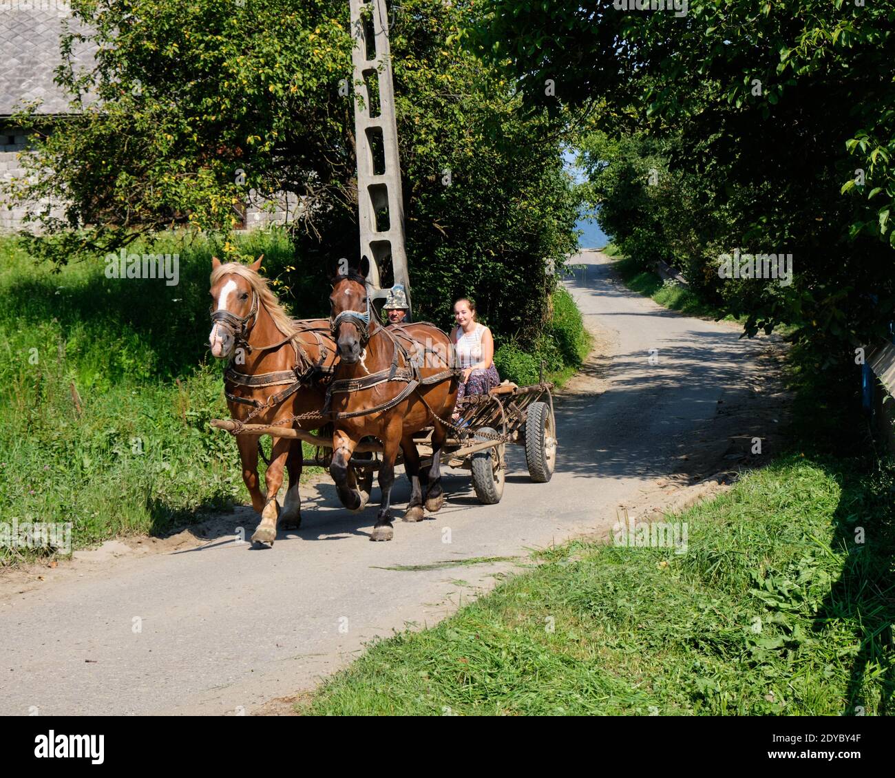 Chevaux tirant le char Banque de photographies et d’images à haute ...