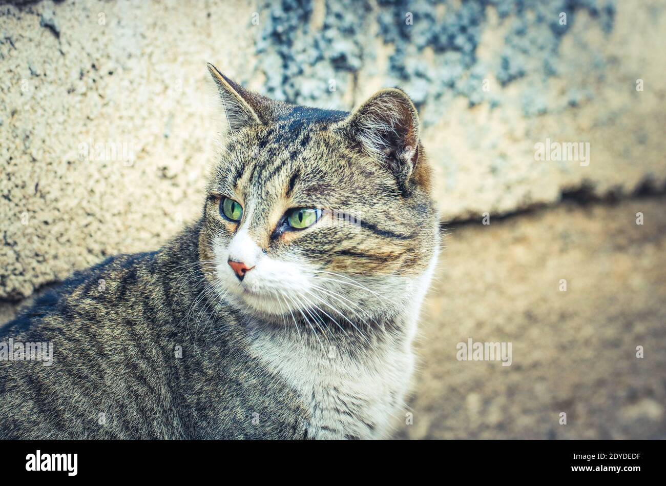 Chat aux yeux verts Banque de photographies et d’images à haute ...