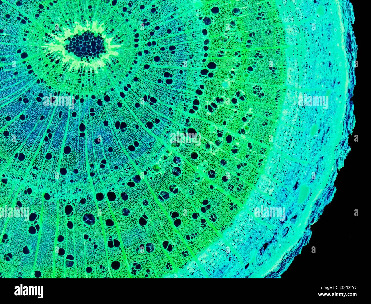 Microscope xylem stem phloem Banque de photographies et d’images à ...