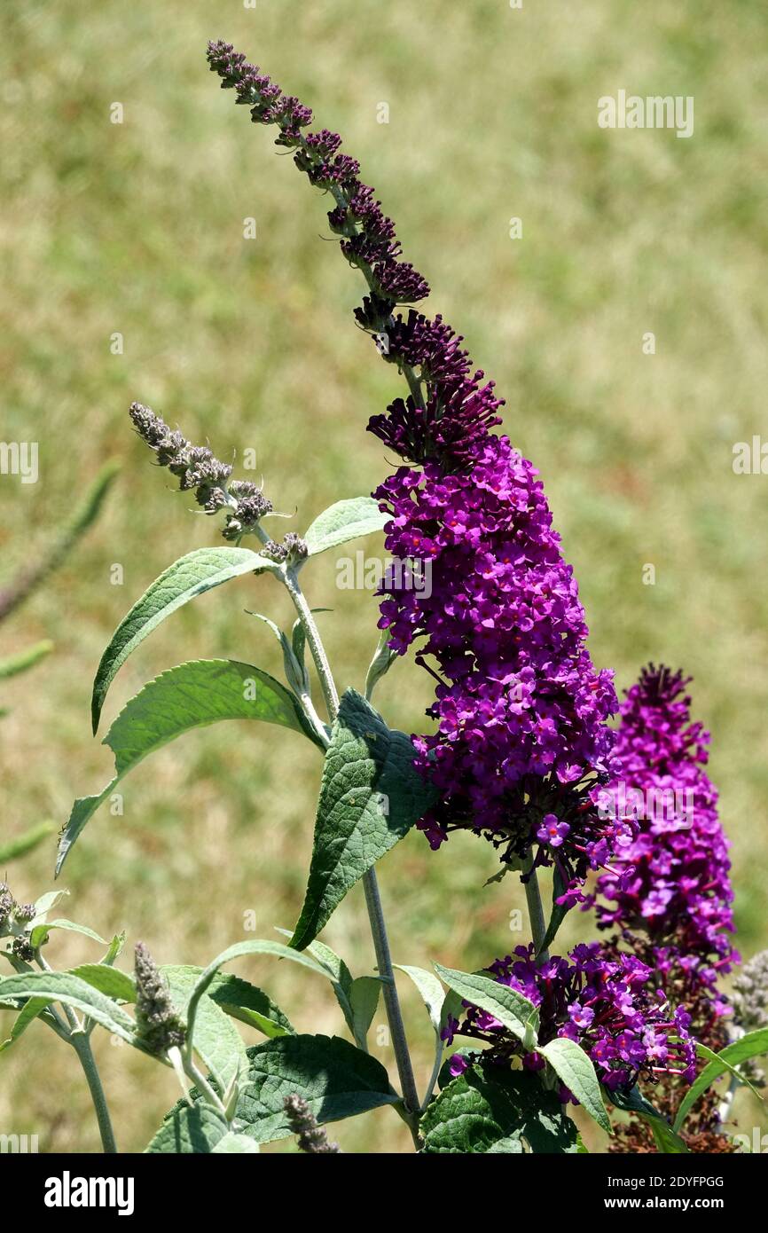 Rose buddleja davidii Banque de photographies et d’images à haute ...