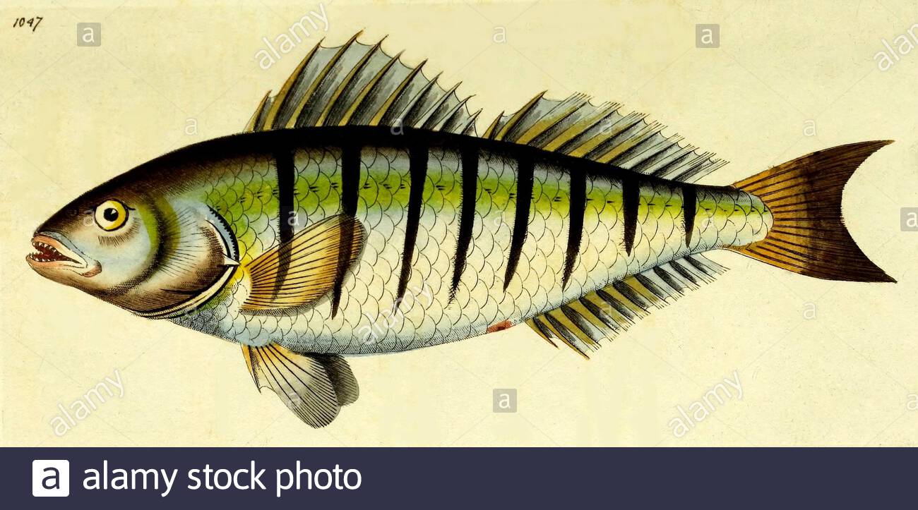 Barré grunt (Conodon nobilis), illustration vintage publiée dans le ...