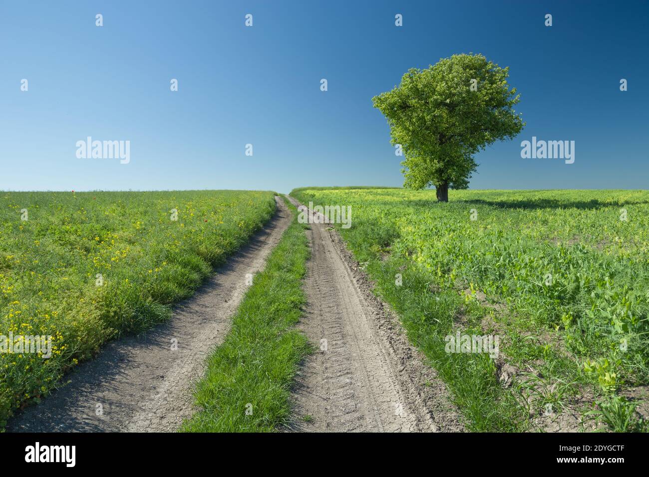 Arbre vert solitaire Banque de photographies et d’images à haute ...