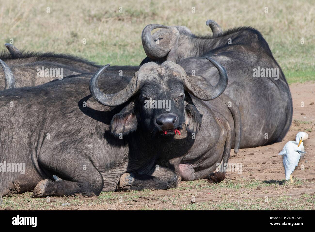 Afrique, Kenya, OL Pejeta Conservancy. Buffle africain alias buffle du ...