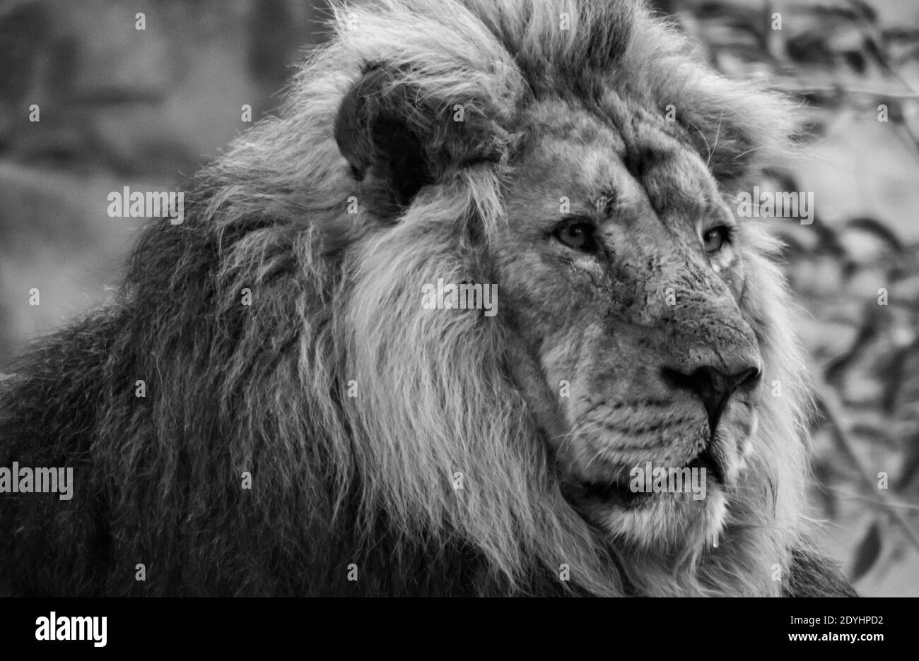 Logo visage de lion Banque de photographies et d’images à haute ...