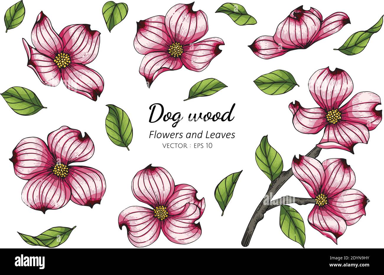 Ensemble de fleurs de cornouiller roses et illustration de dessin de ...