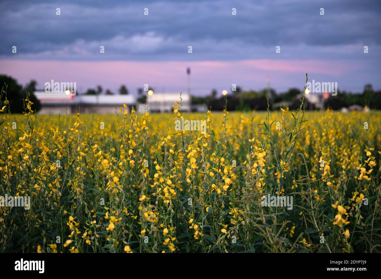 Chanvre indien Banque de photographies et d’images à haute résolution ...