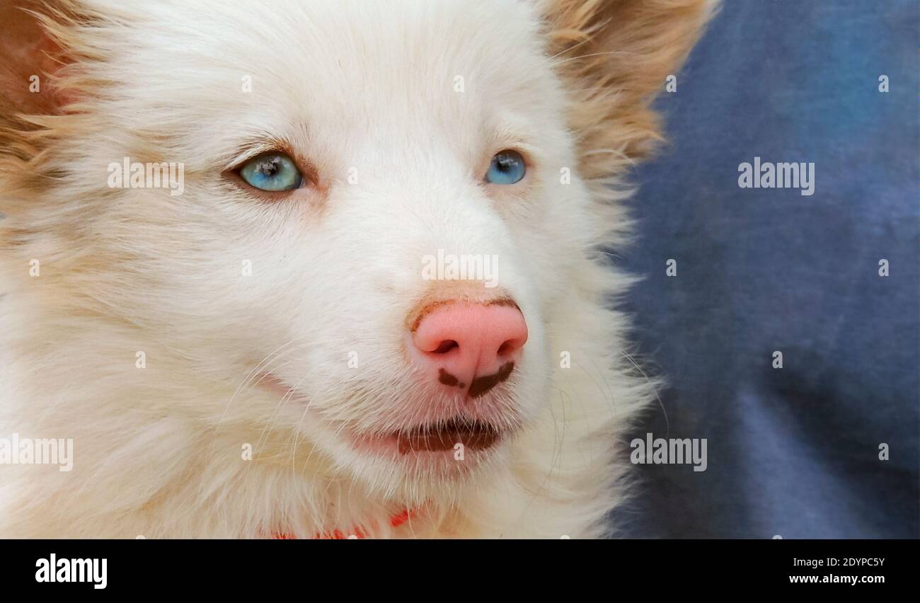 Berger australien merle Banque de photographies et d’images à haute ...