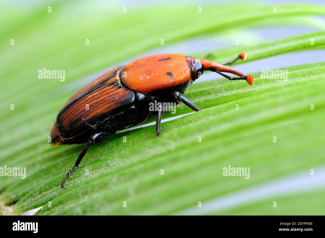 Le charançon du palmier, le charançon du palmier rouge, le charançon du ...