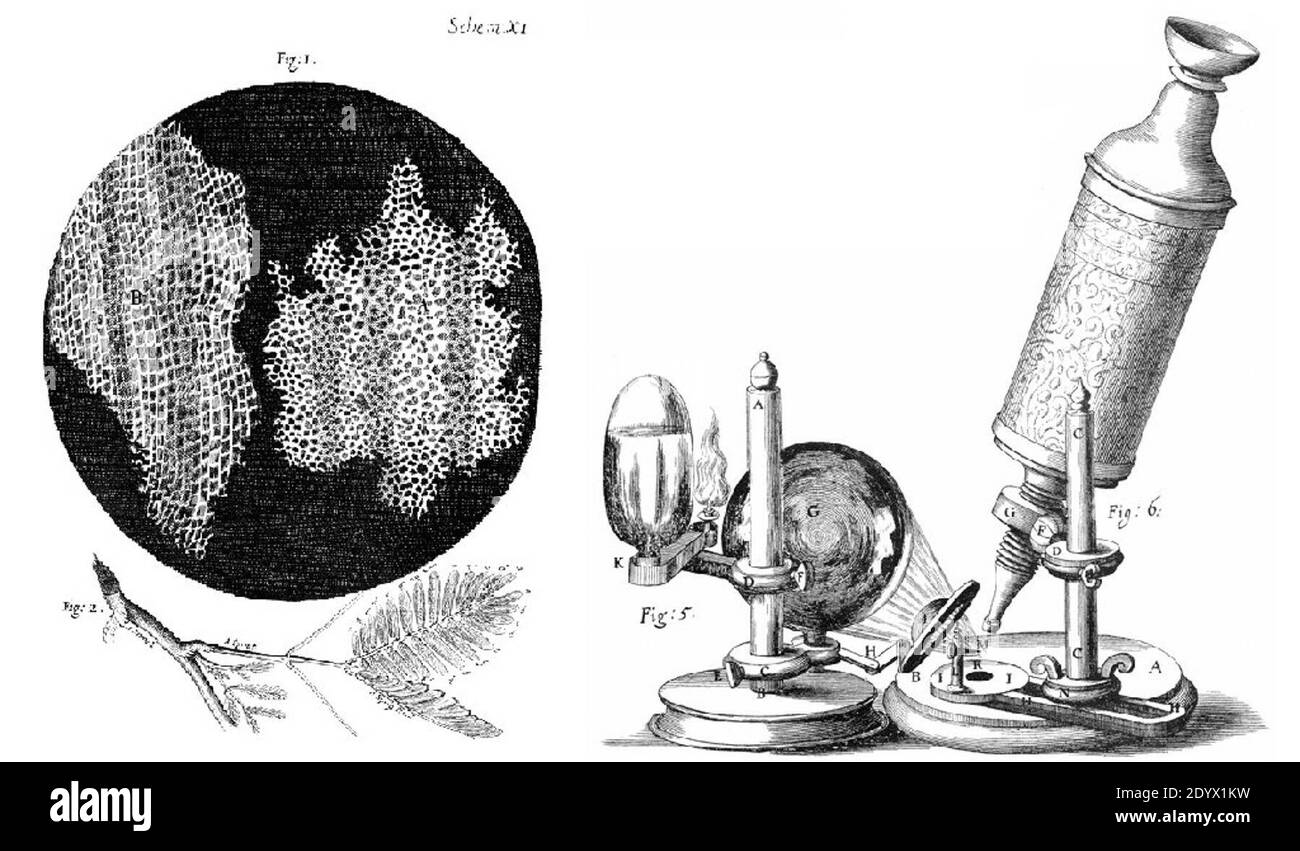 Robert hooke micrographia Banque de photographies et d’images à haute ...