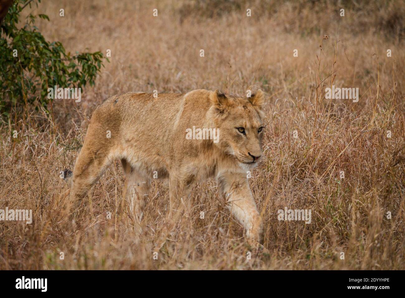 Lion sur la chasse Banque de photographies et d’images à haute ...