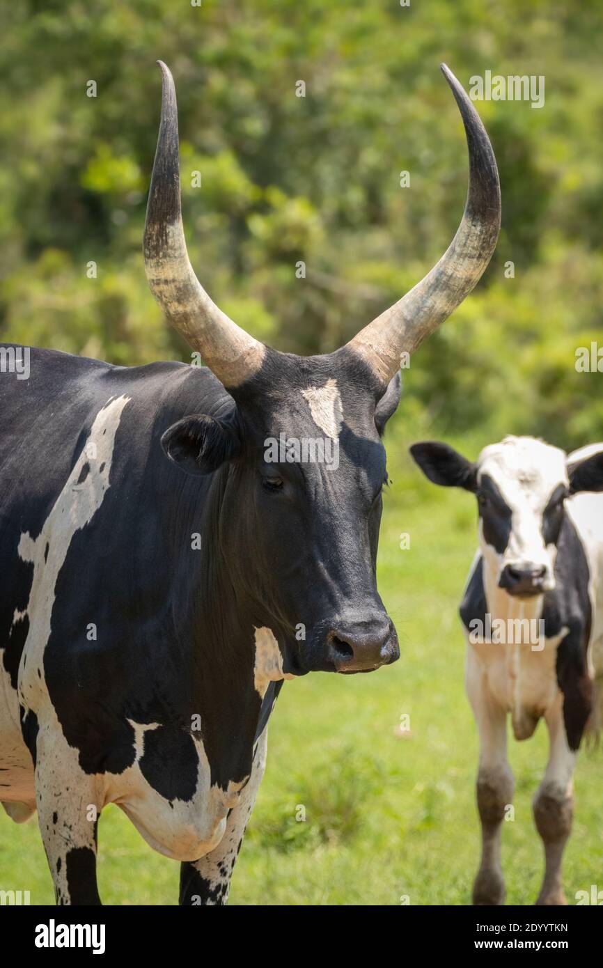 Vache africaine à longues cornes Banque de photographies et d’images à ...