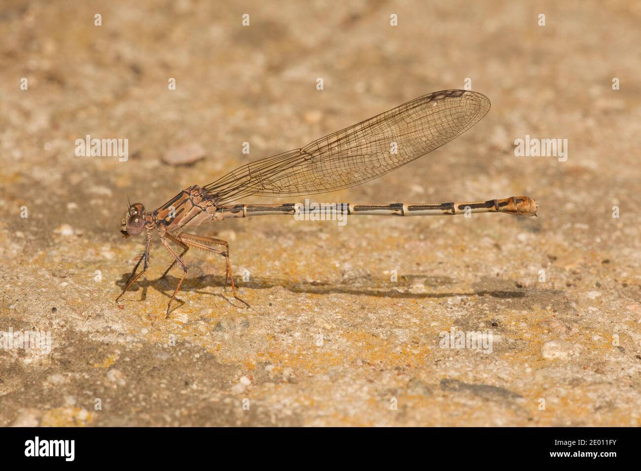 Argia lugens Banque de photographies et d’images à haute résolution - Alamy
