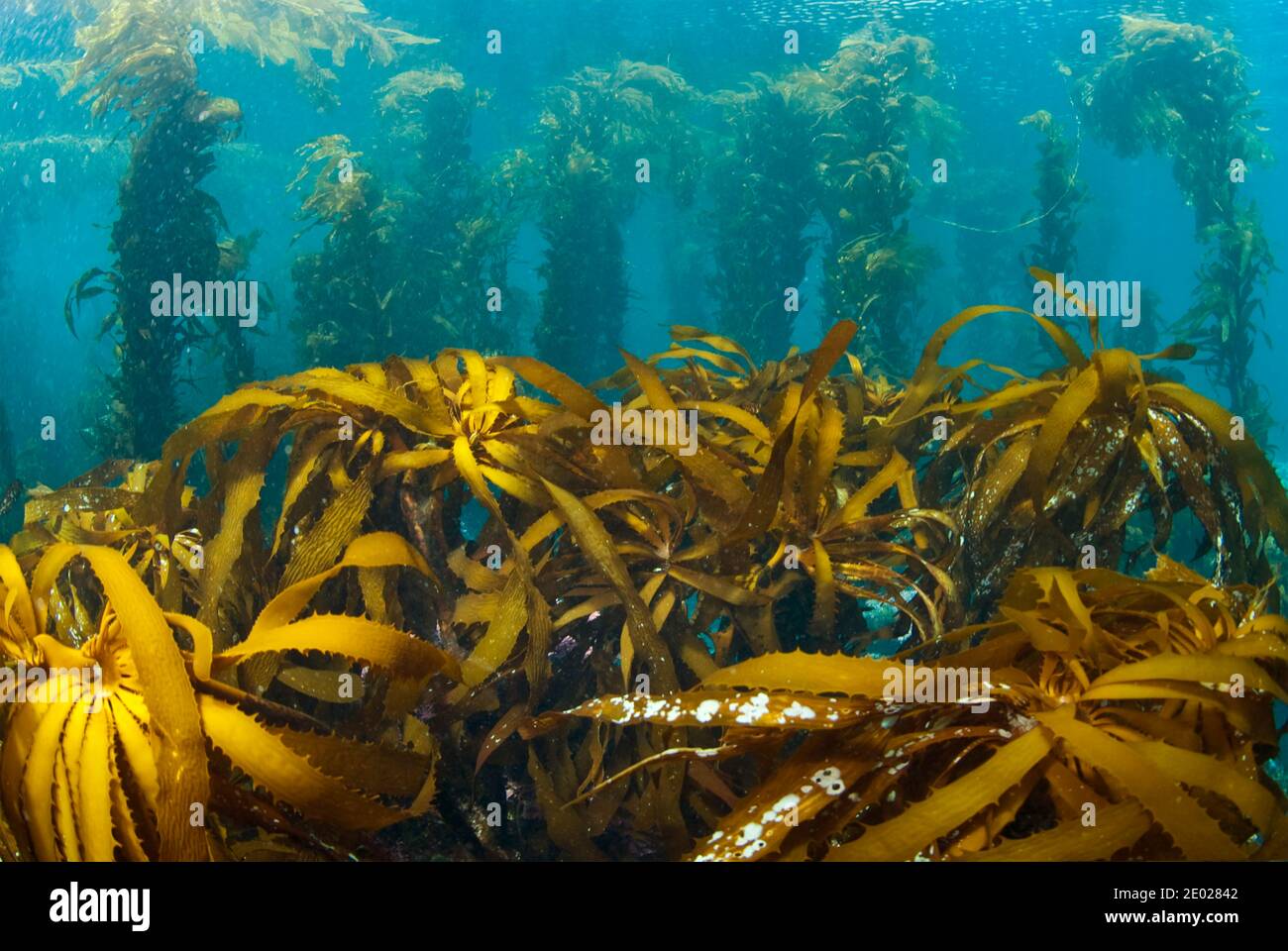Kelp varech laminaire Banque de photographies et d’images à haute ...