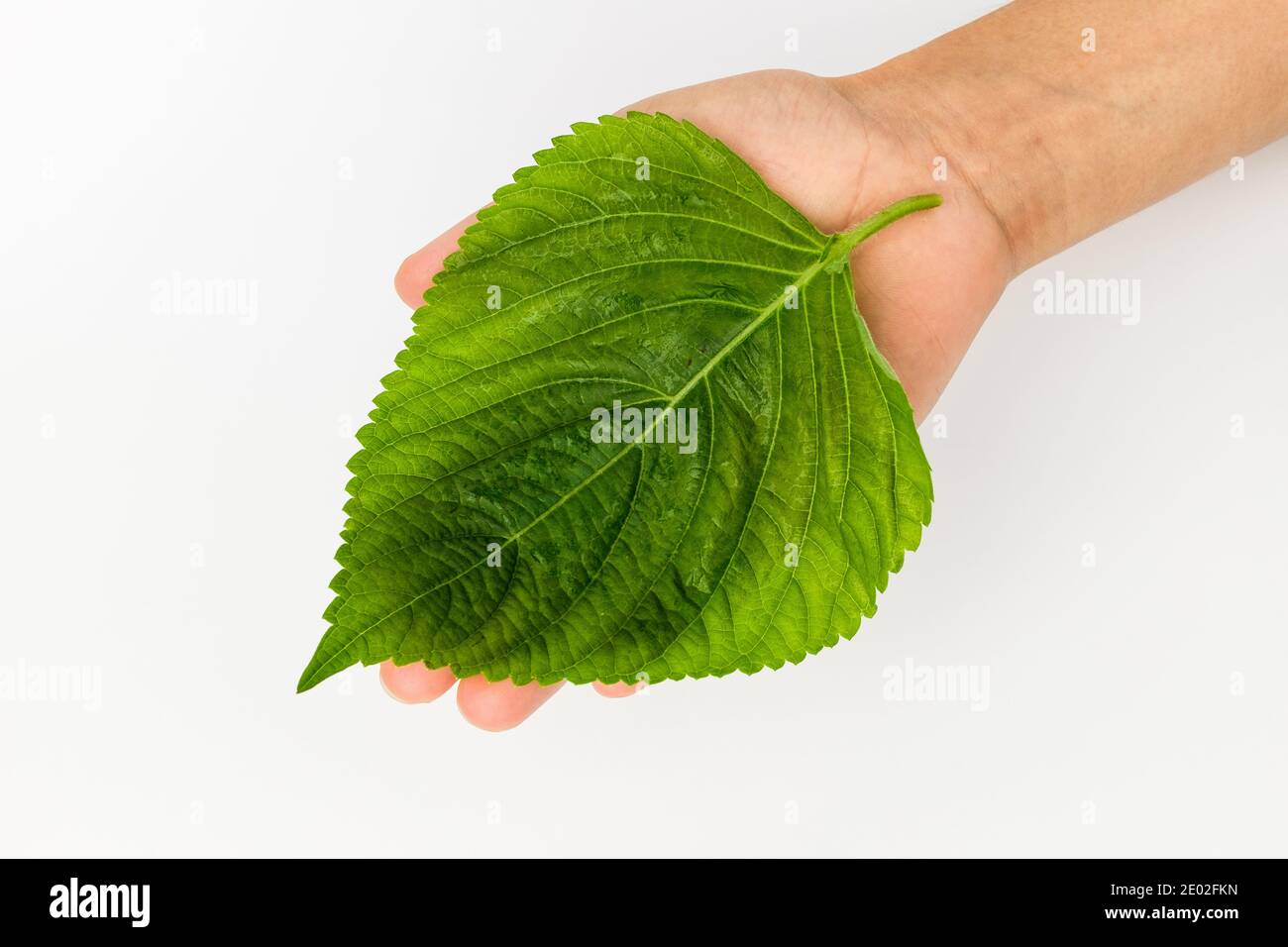 Sesame leaves Banque de photographies et d’images à haute résolution ...