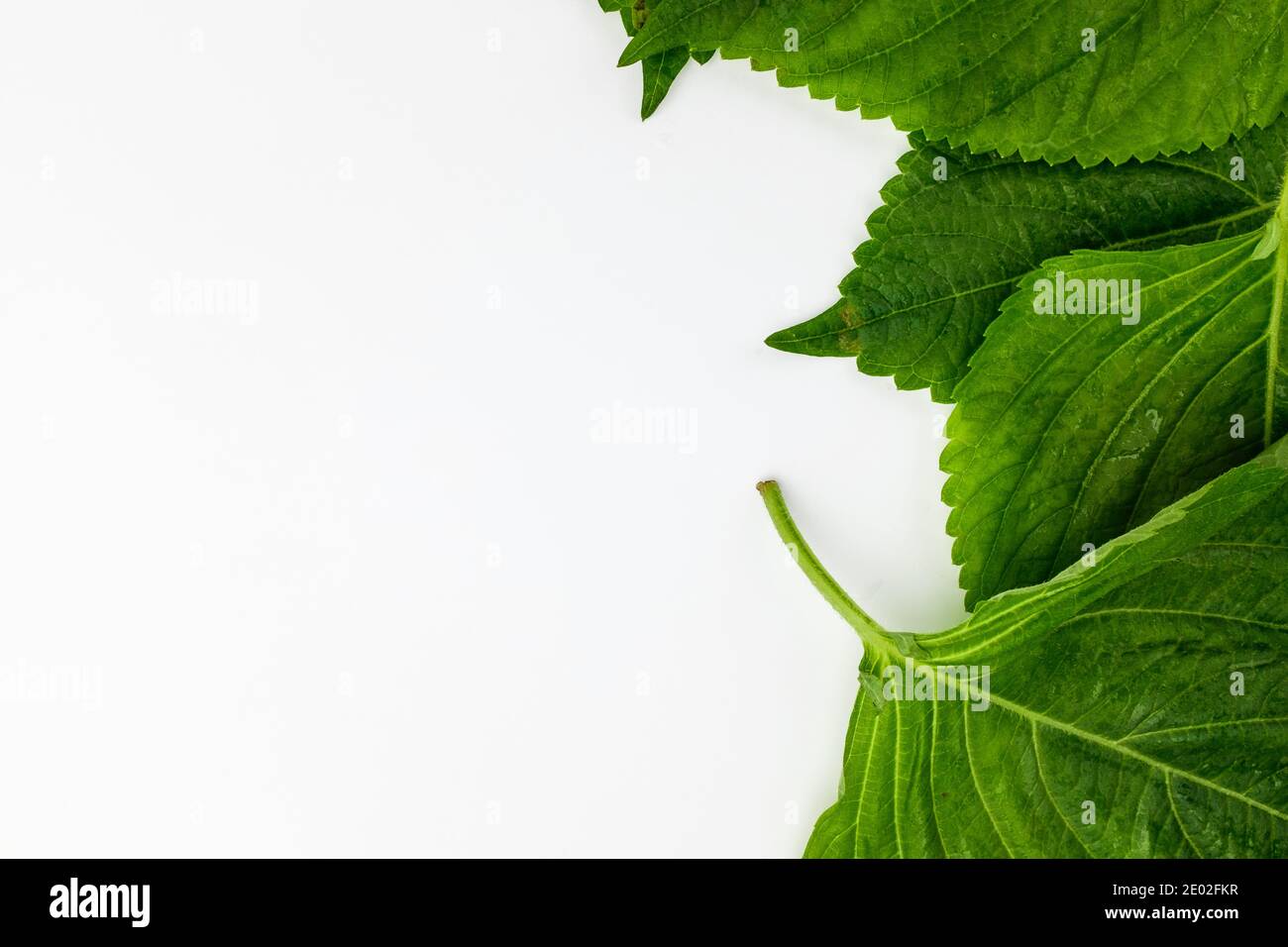 Sesame leaves Banque de photographies et d’images à haute résolution ...