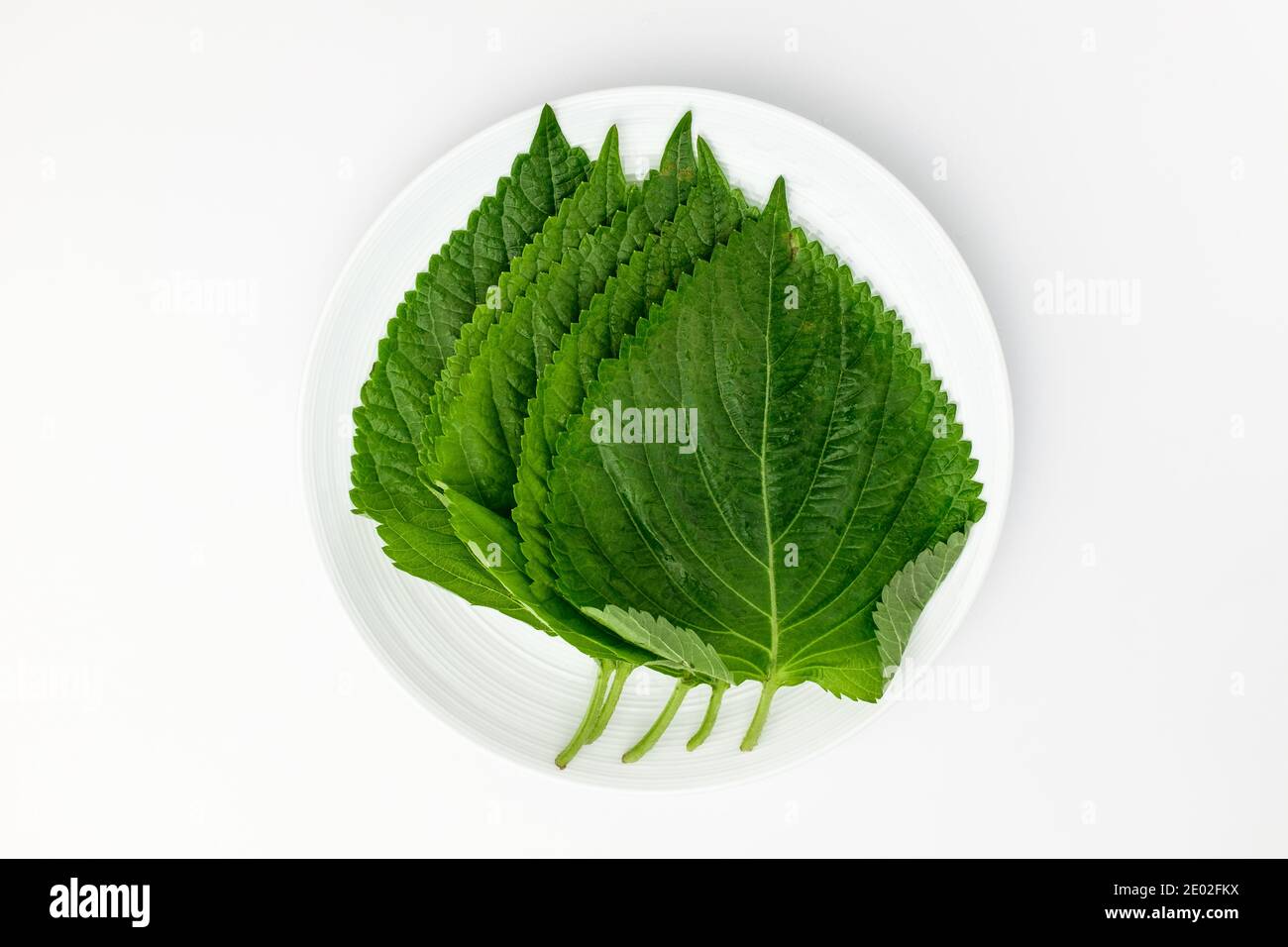 Sesame leaves Banque de photographies et d’images à haute résolution ...