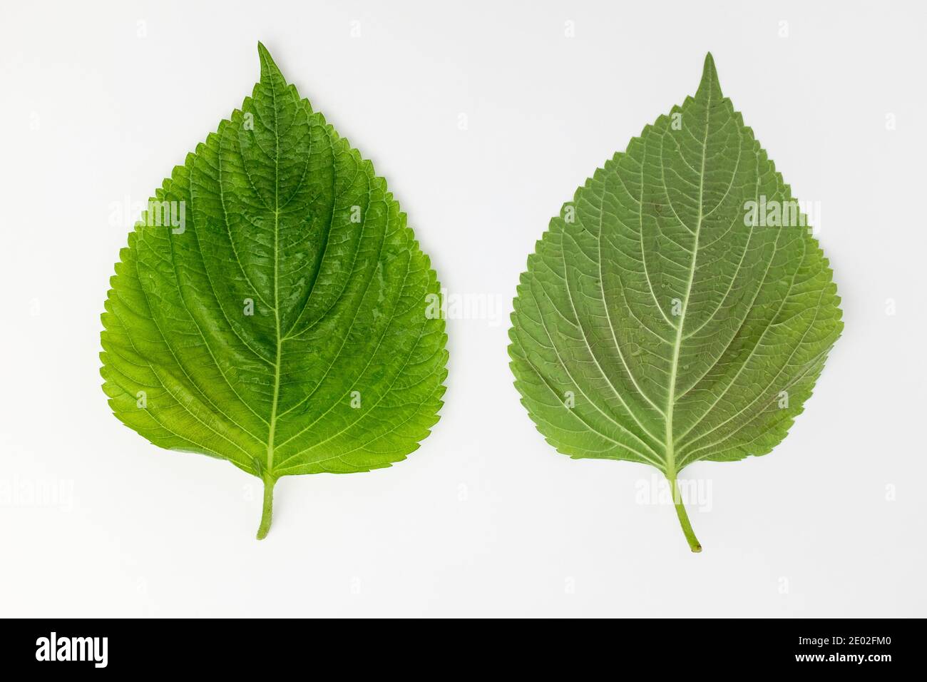 Sesame leaves Banque de photographies et d’images à haute résolution ...