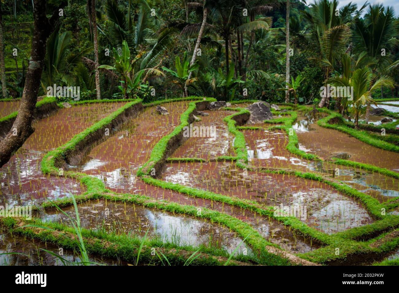 Un exemple du système traditionnel d'irrigation du subak pour le riz ...