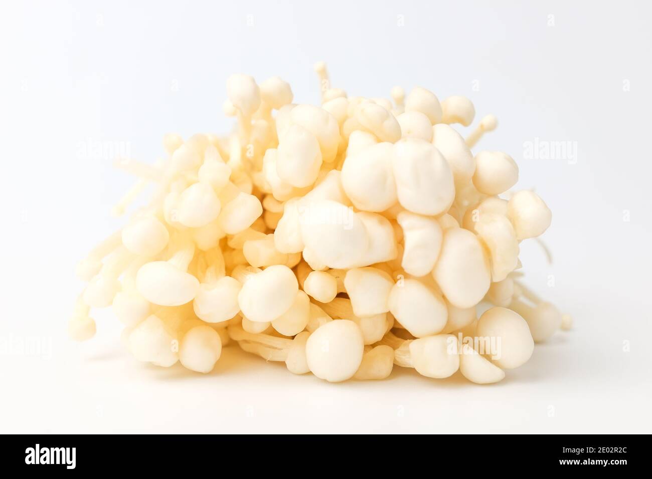 Champignon enoki champignon Banque de photographies et d’images à haute ...