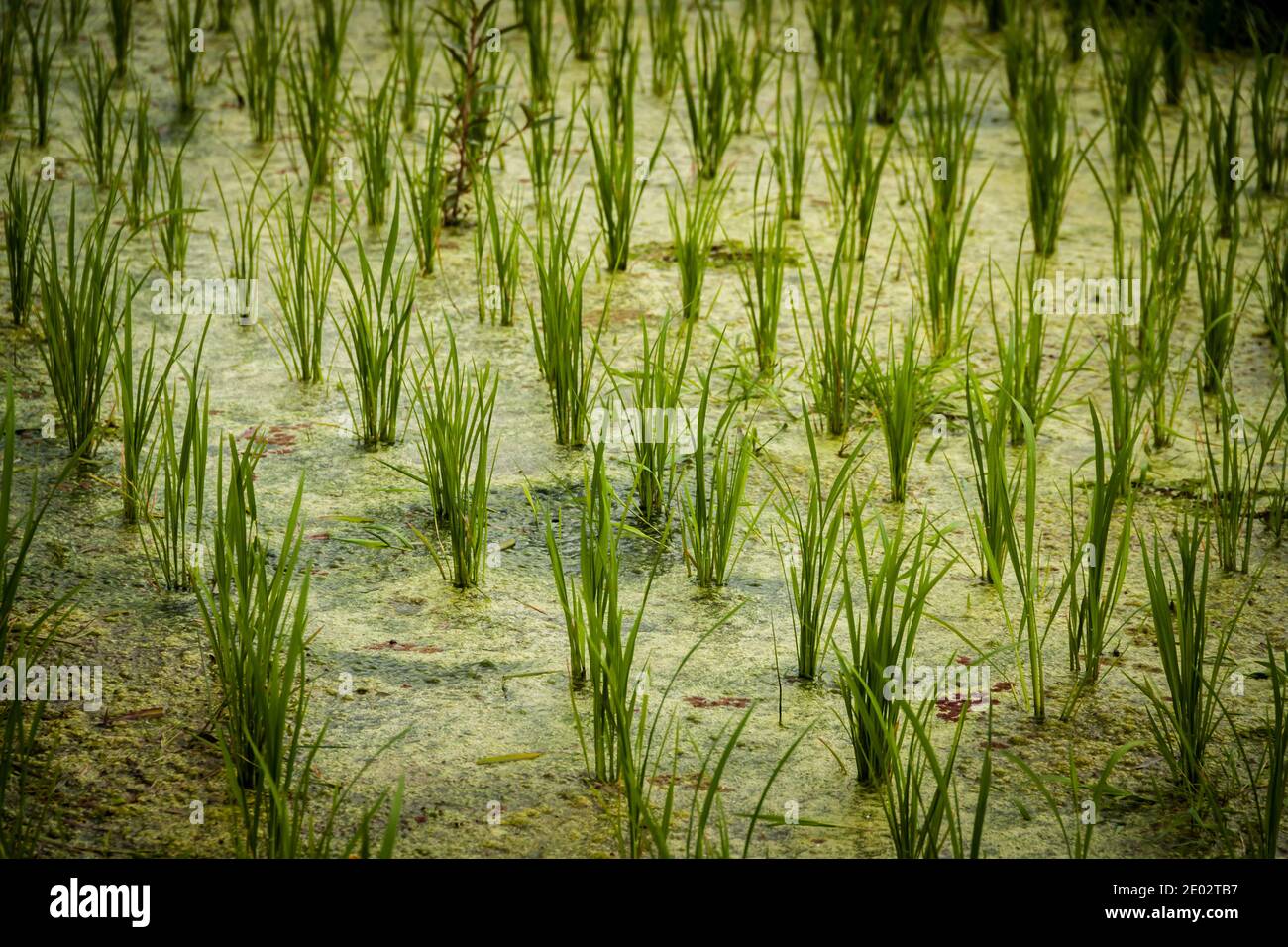 Paddy irrigation Banque de photographies et d’images à haute résolution ...