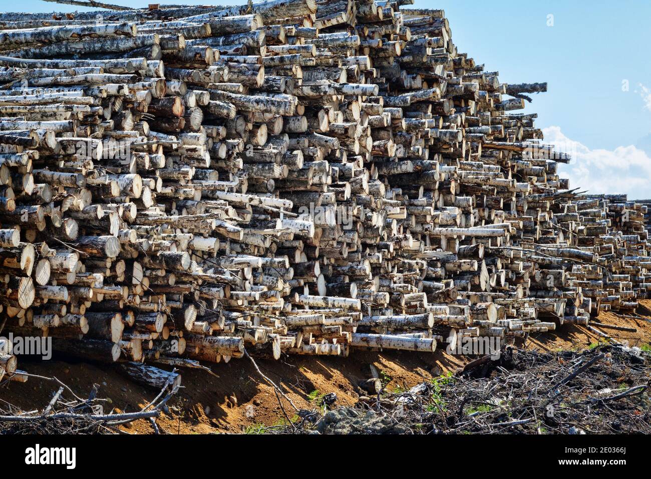 Piles de bois rond Banque de photographies et d’images à haute ...