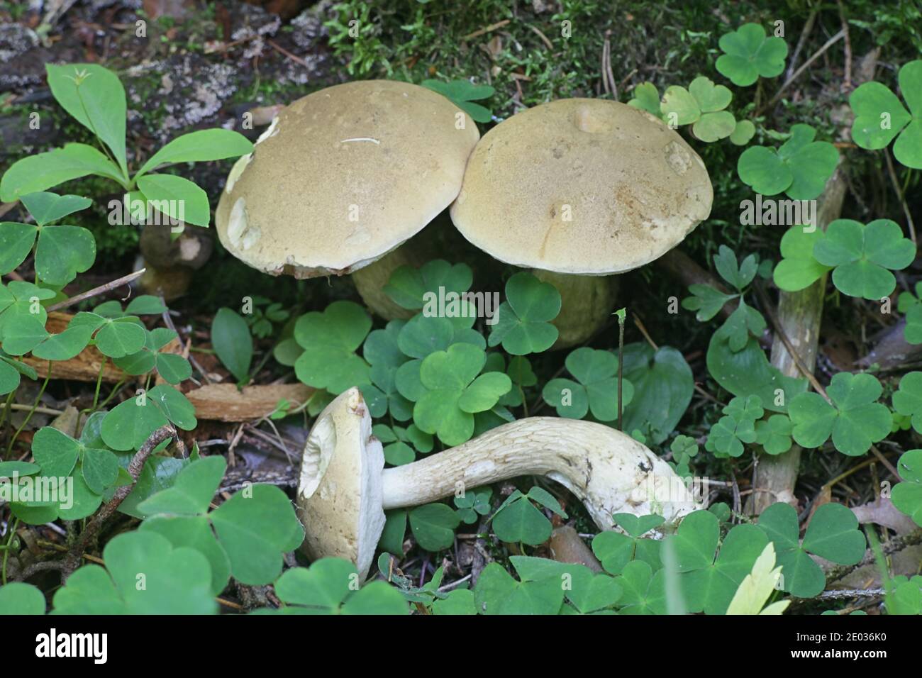 Bitter bolete tylopilus felleus Banque de photographies et d’images à ...