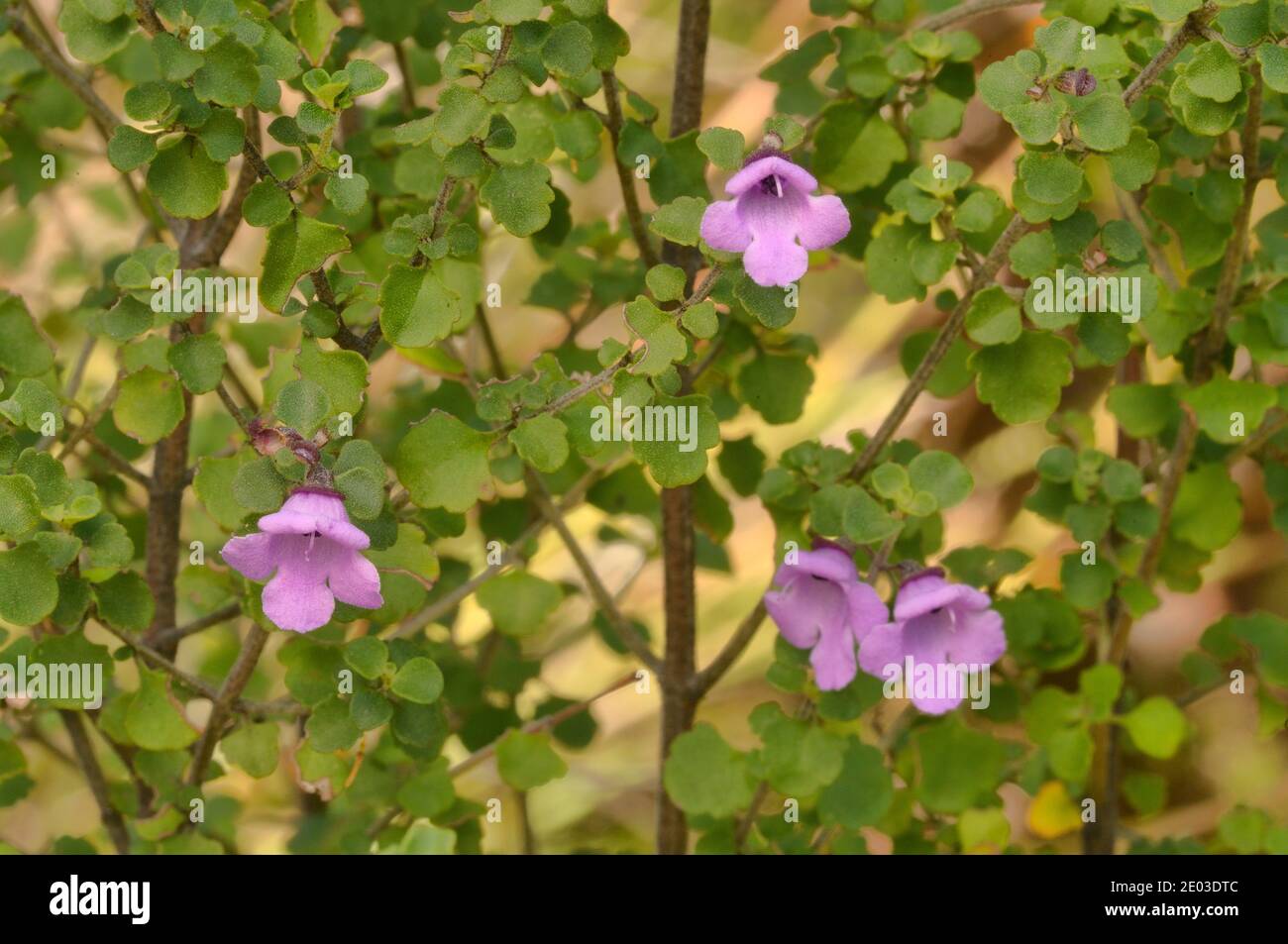 Prostanthera rotundifolia Banque de photographies et d’images à haute ...