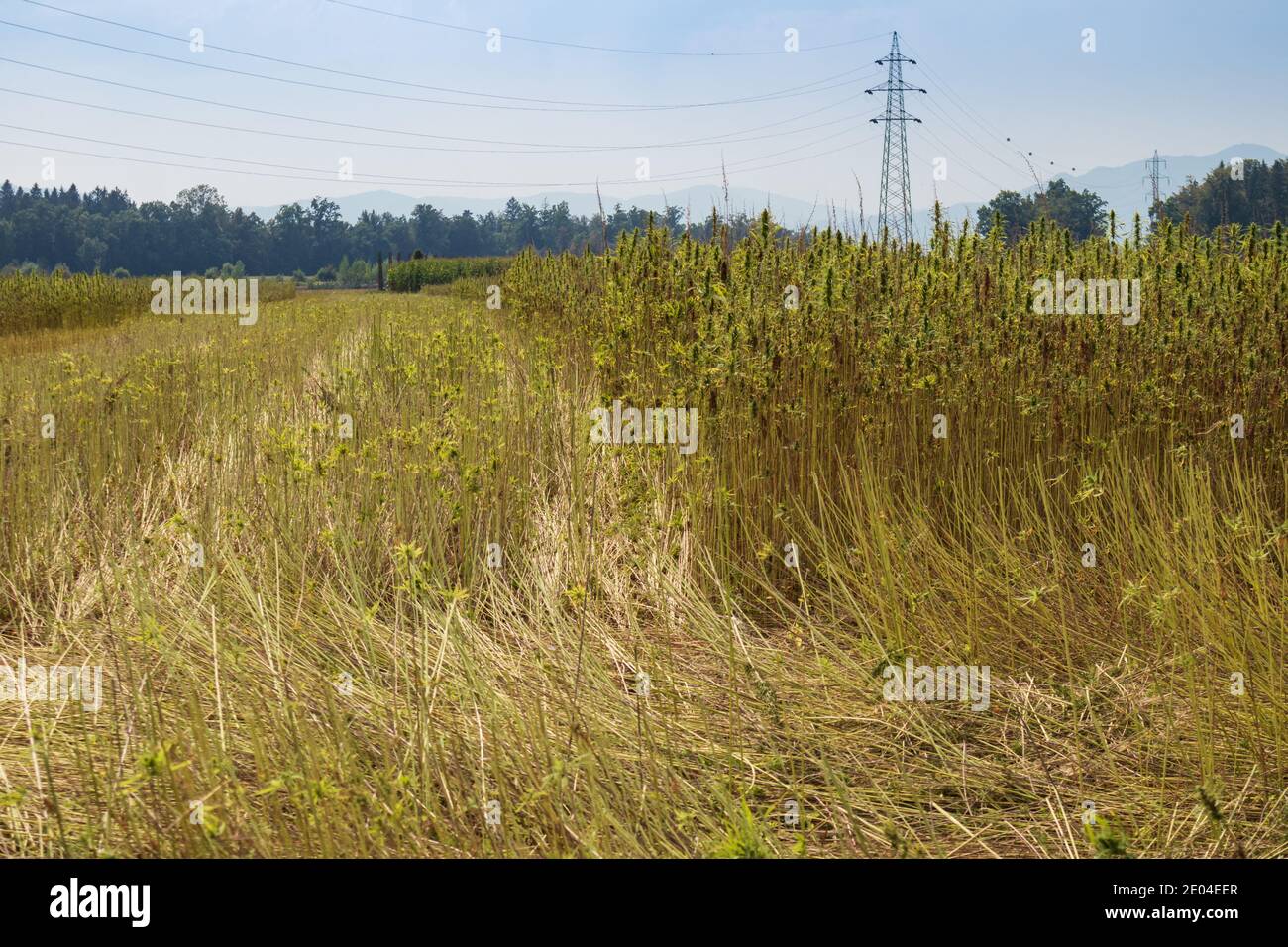 Champ de chanvre industriel récolté pour la production de cbd. Plantes ...