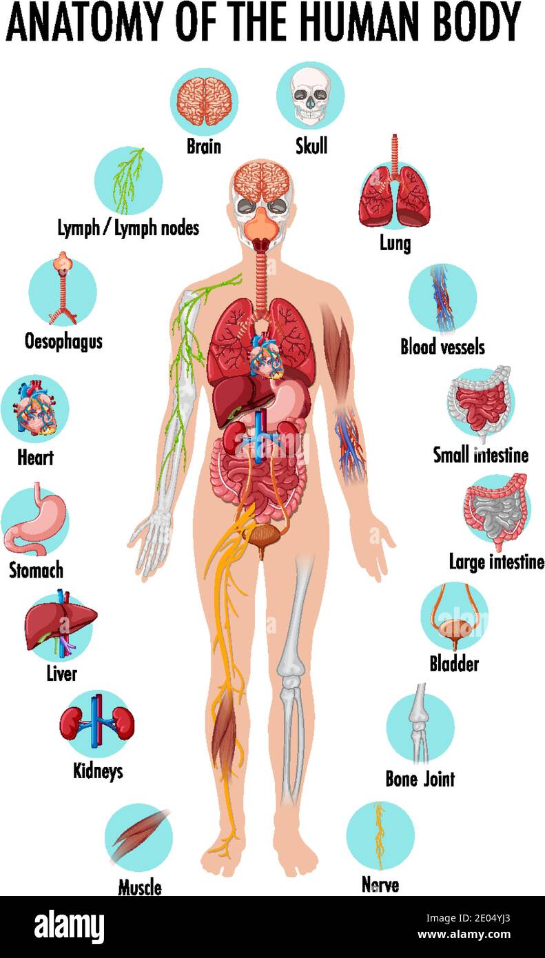 Illustration de l'infographie sur l'anatomie du corps humain Image ...