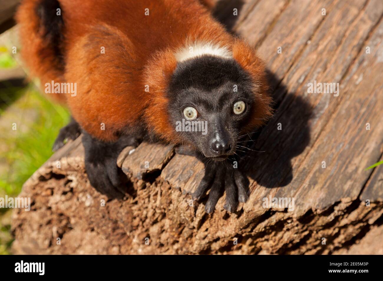 Lémurien Roux Banque d'image et photos - Alamy