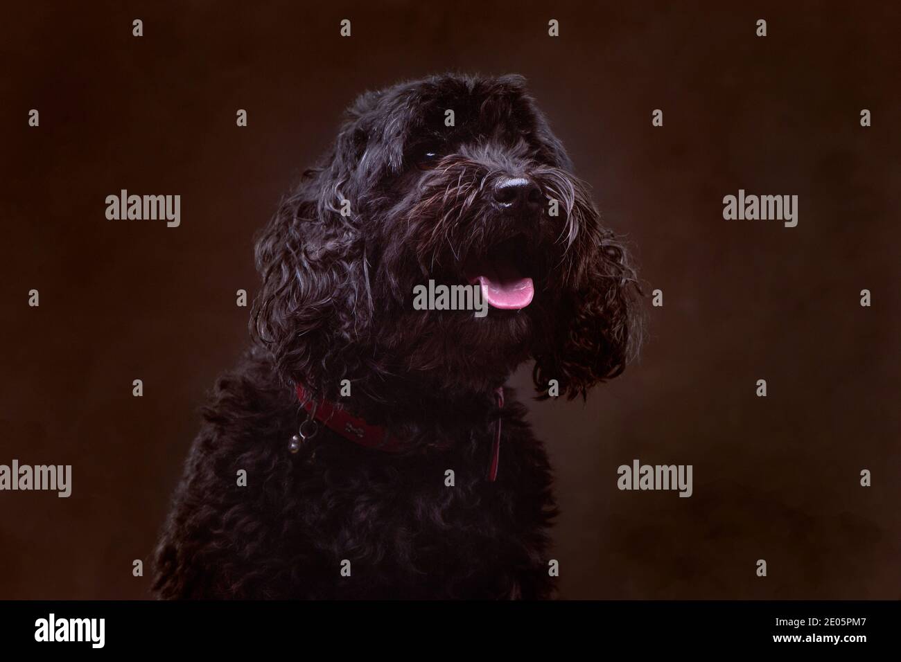 Jackapoo jackapoodle Banque de photographies et d’images à haute ...