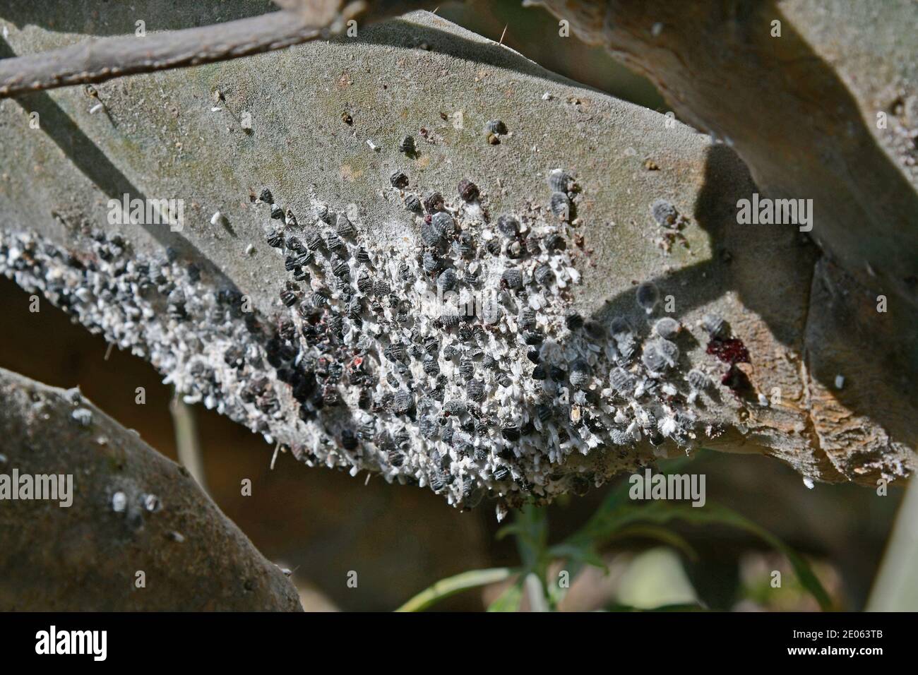 Insecte cochenille Banque de photographies et d’images à haute ...