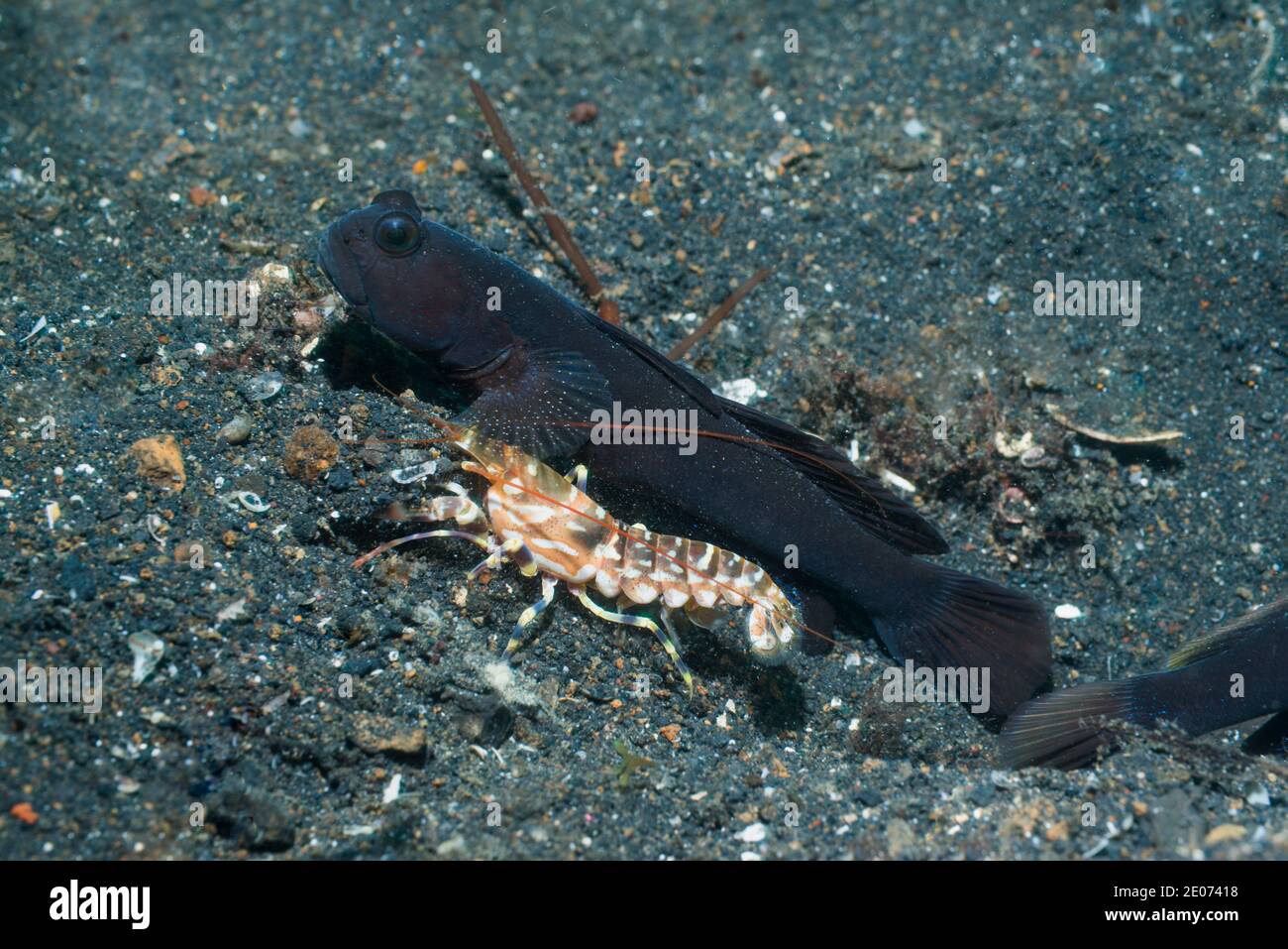 En lignes Shrimpgoby Cryptocentrus cinctus [CF] avec un tigre Crevette ...