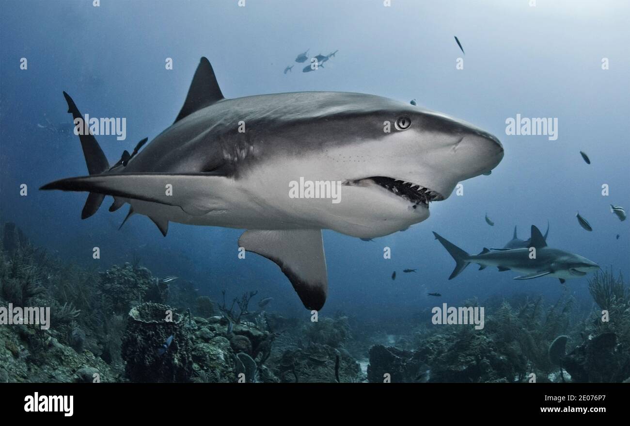 La chasse au requin Banque de photographies et d’images à haute ...