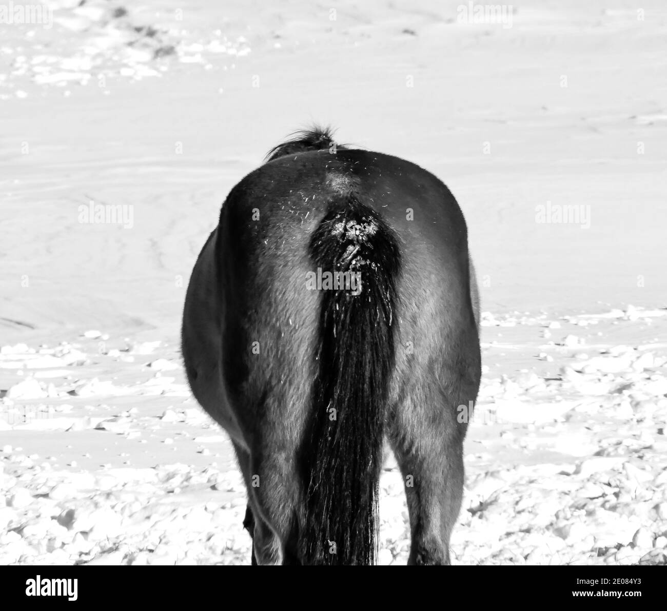 Grand cheval brun Banque d'images noir et blanc - Alamy