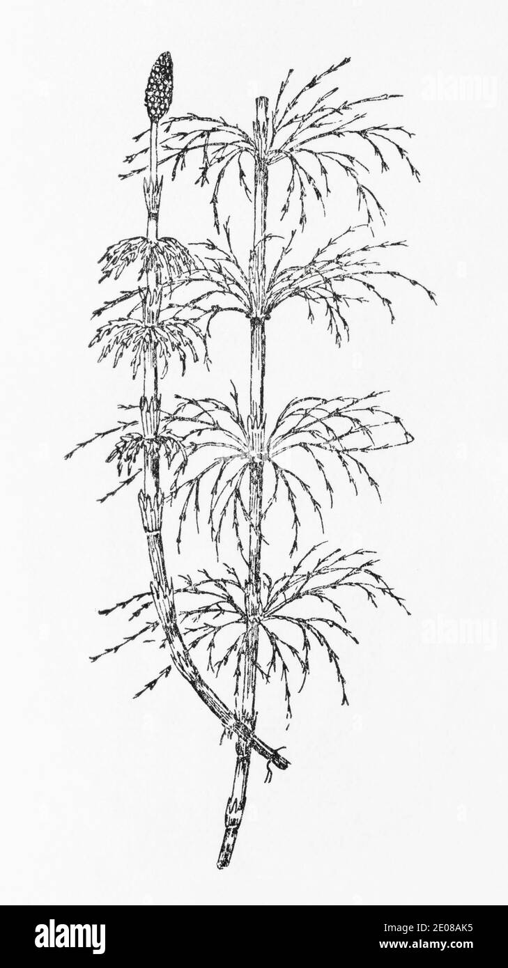 Illustration botanique prêle Banque de photographies et d’images à ...