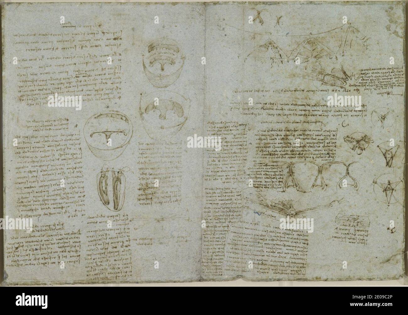 Leonardo da Vinci - Recto les ventricules, les muscles papillaires et ...