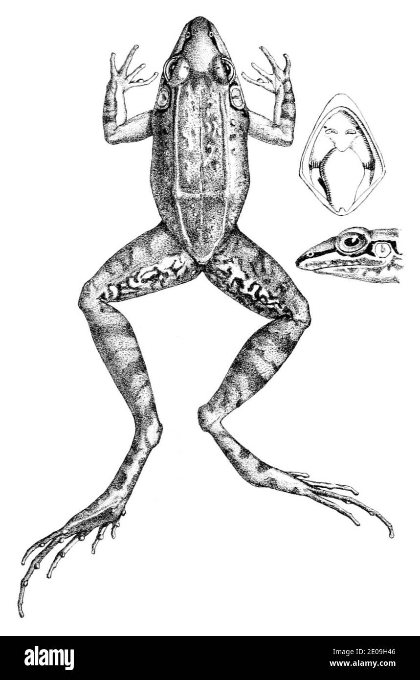 Leptodactylus longirostris Banque de photographies et d’images à haute ...