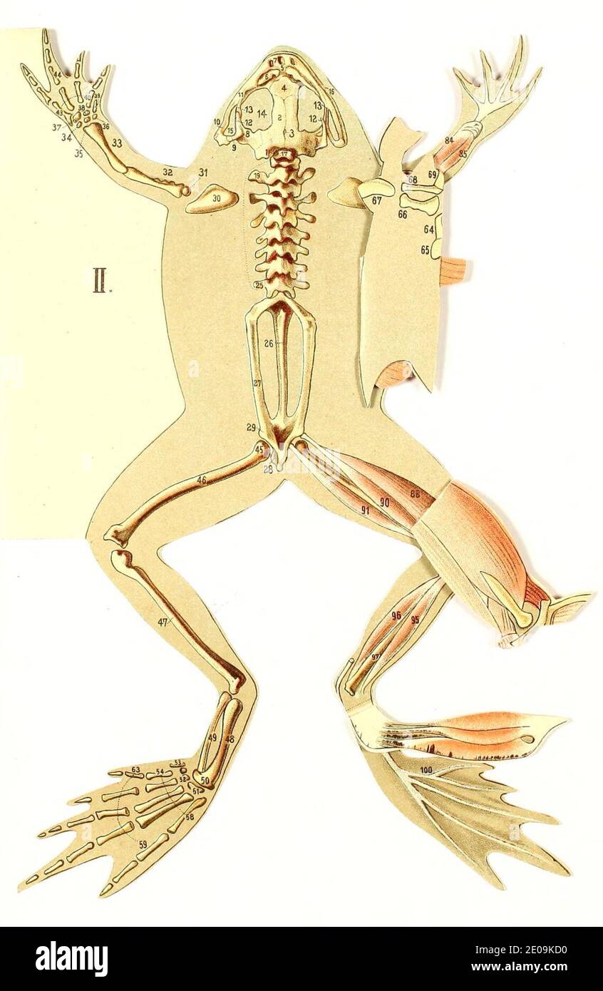 Les animaux de laboratoire - la grenouille (Anatomie et dissection ...