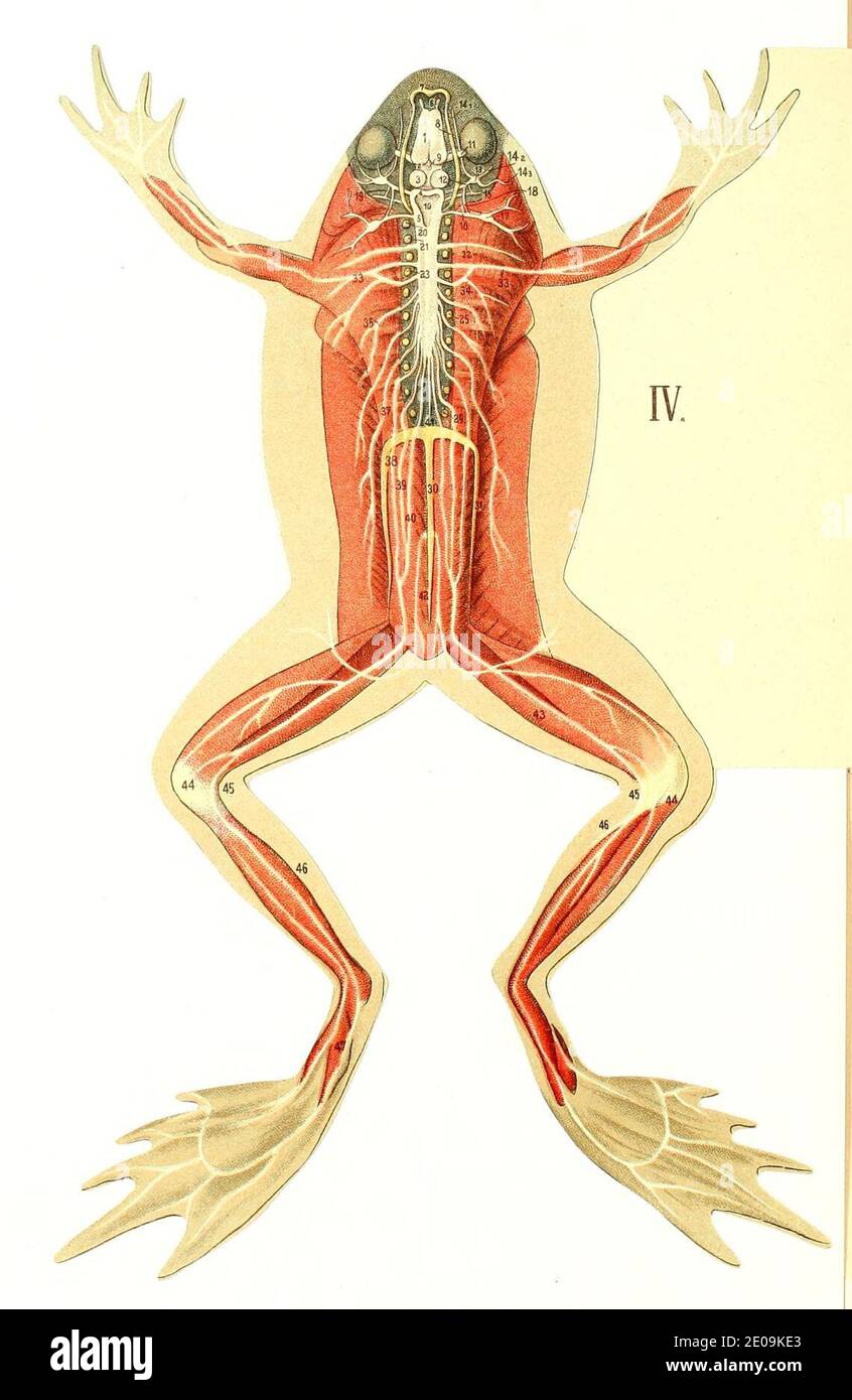 Les animaux de laboratoire - la grenouille (Anatomie et dissection ...