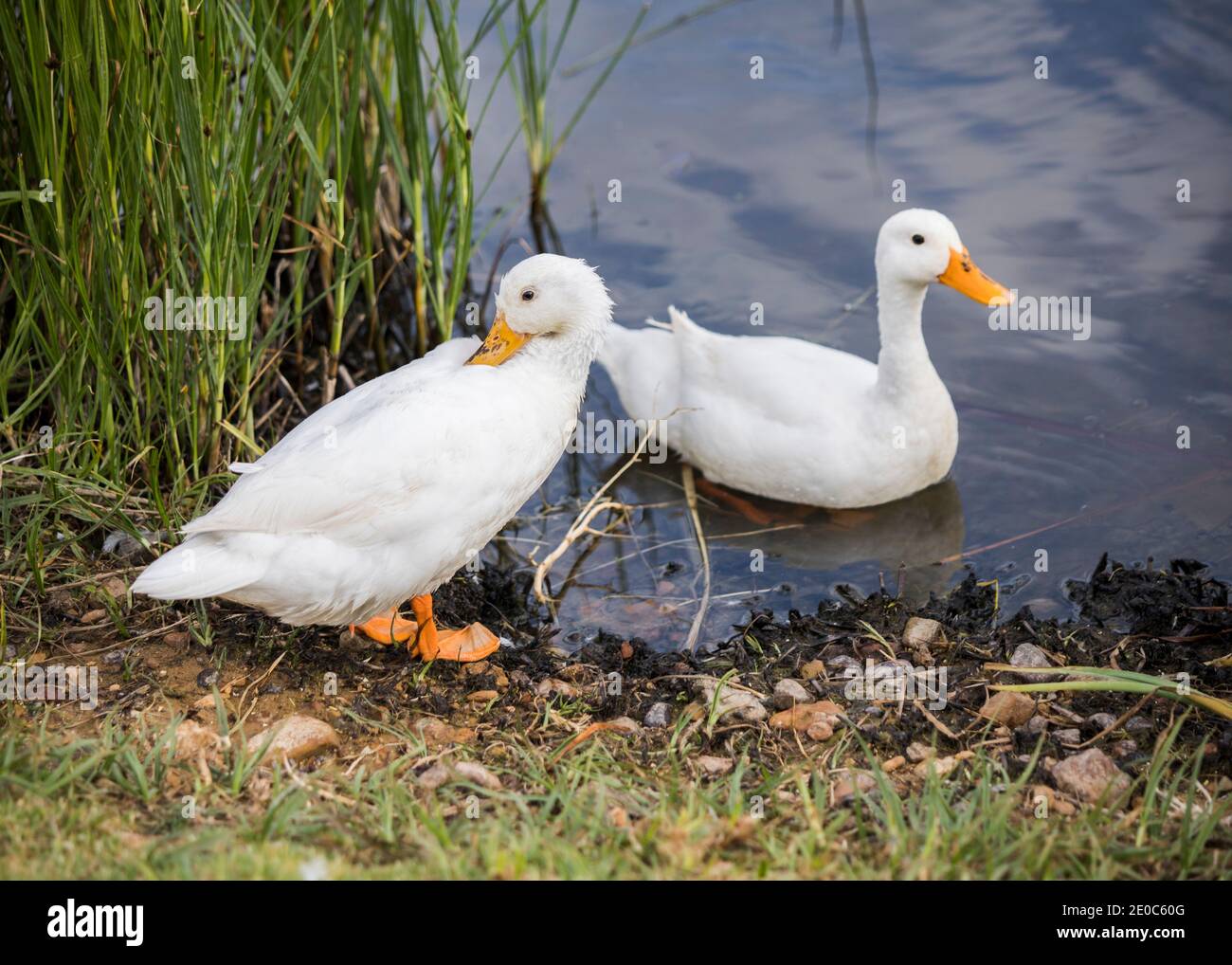 Canards sauvages blancs Banque de photographies et d’images à haute ...