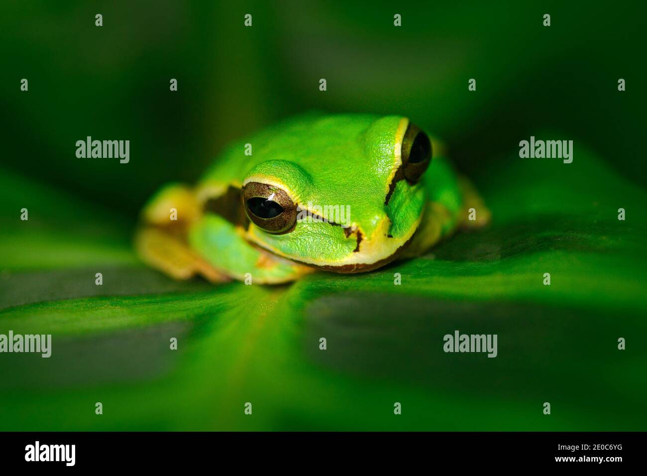 Grenouille dans l'habitat de la nature. Smilisca masqué, Smilisca ...