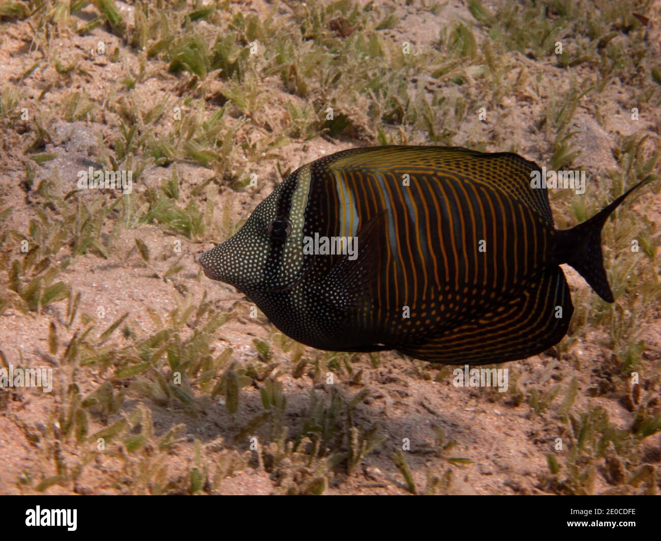 Poisson sur le sol Banque de photographies et d’images à haute ...