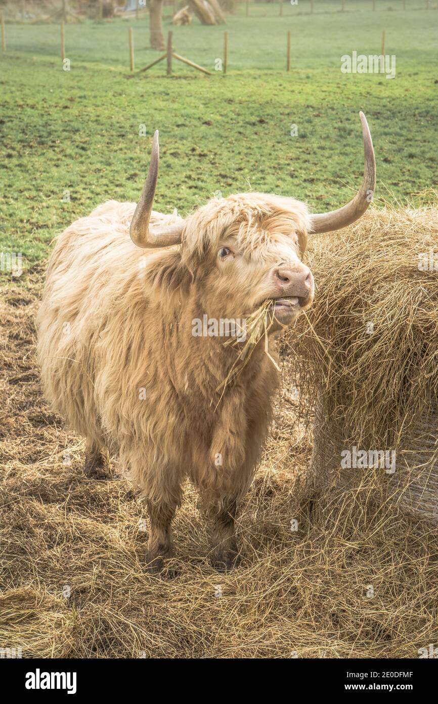 Alimentation des vaches des highlands Banque de photographies et d ...
