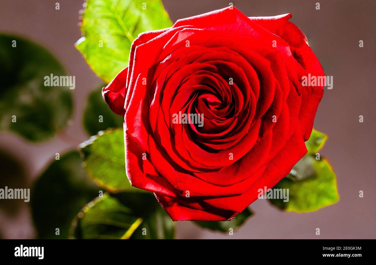 La belle rose rouge est un signe d'amour Photo Stock - Alamy
